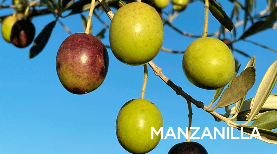 ACEITE DE OLIVA LOS 2 PATOS / COLONIA DEL SACRAMENTO. URUGUAY